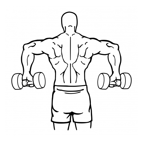 Cuban Dumbbell Press - Ceaseless Fitness